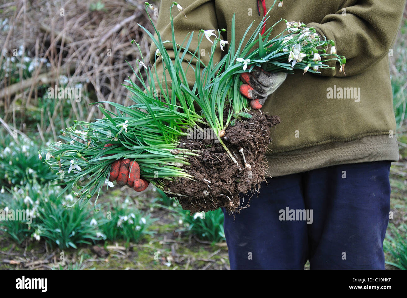 Splitting snowdrop bulbs ready for transplanting February 2011 Stock ...