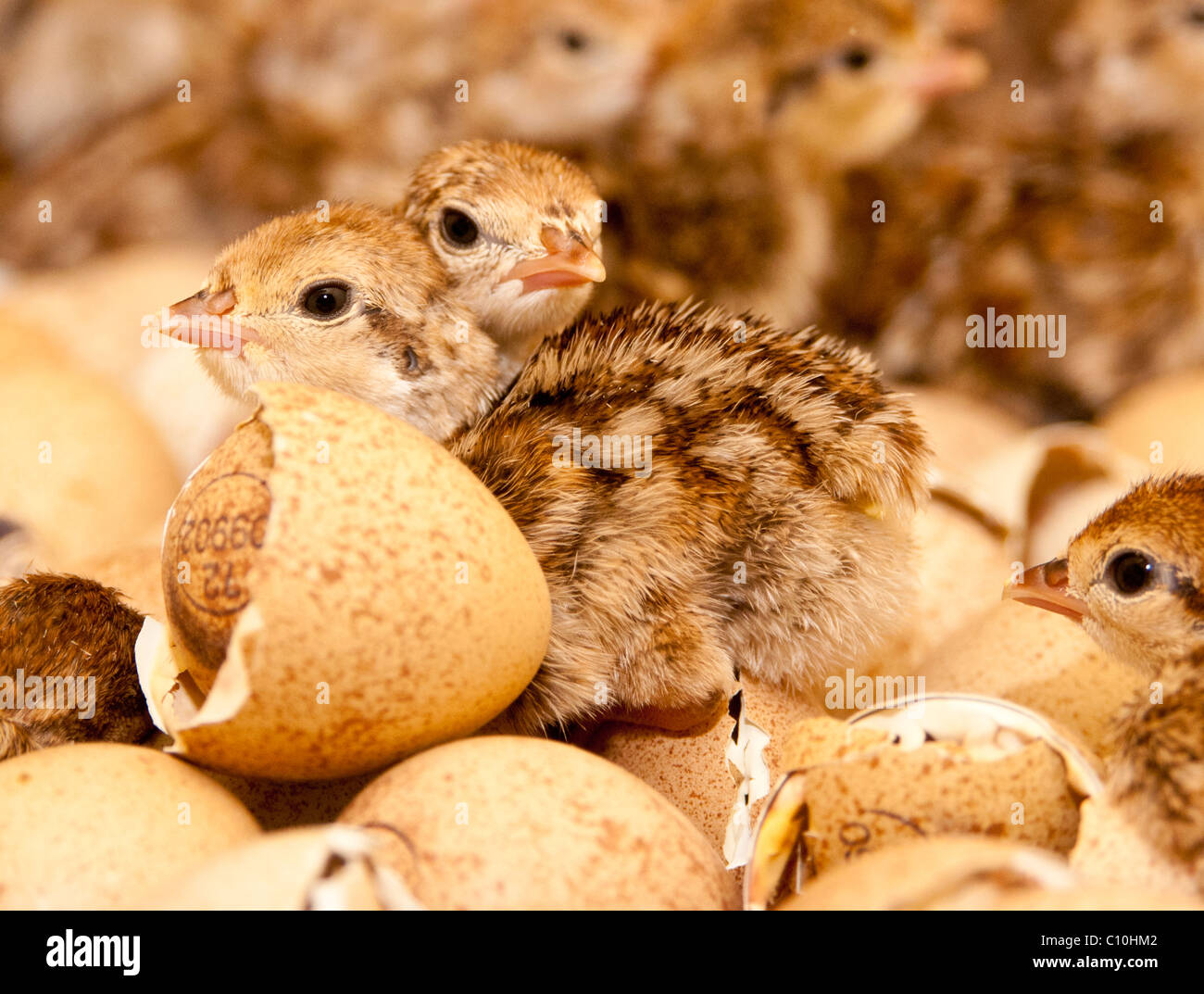 Partridge chicks hi-res stock photography and images - Alamy