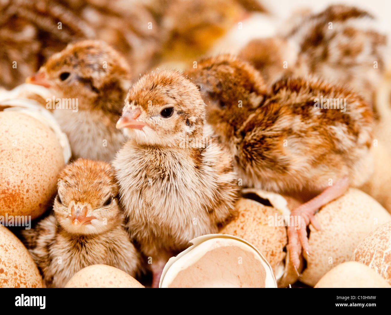 Day old French, often called red partridge, chicks hatching from eggs ...