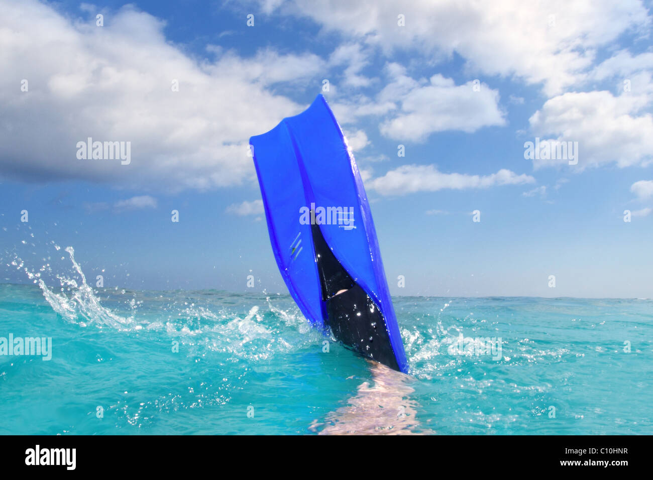 Diving blue fin splashing in Caribbean surface vacation metaphor Stock ...