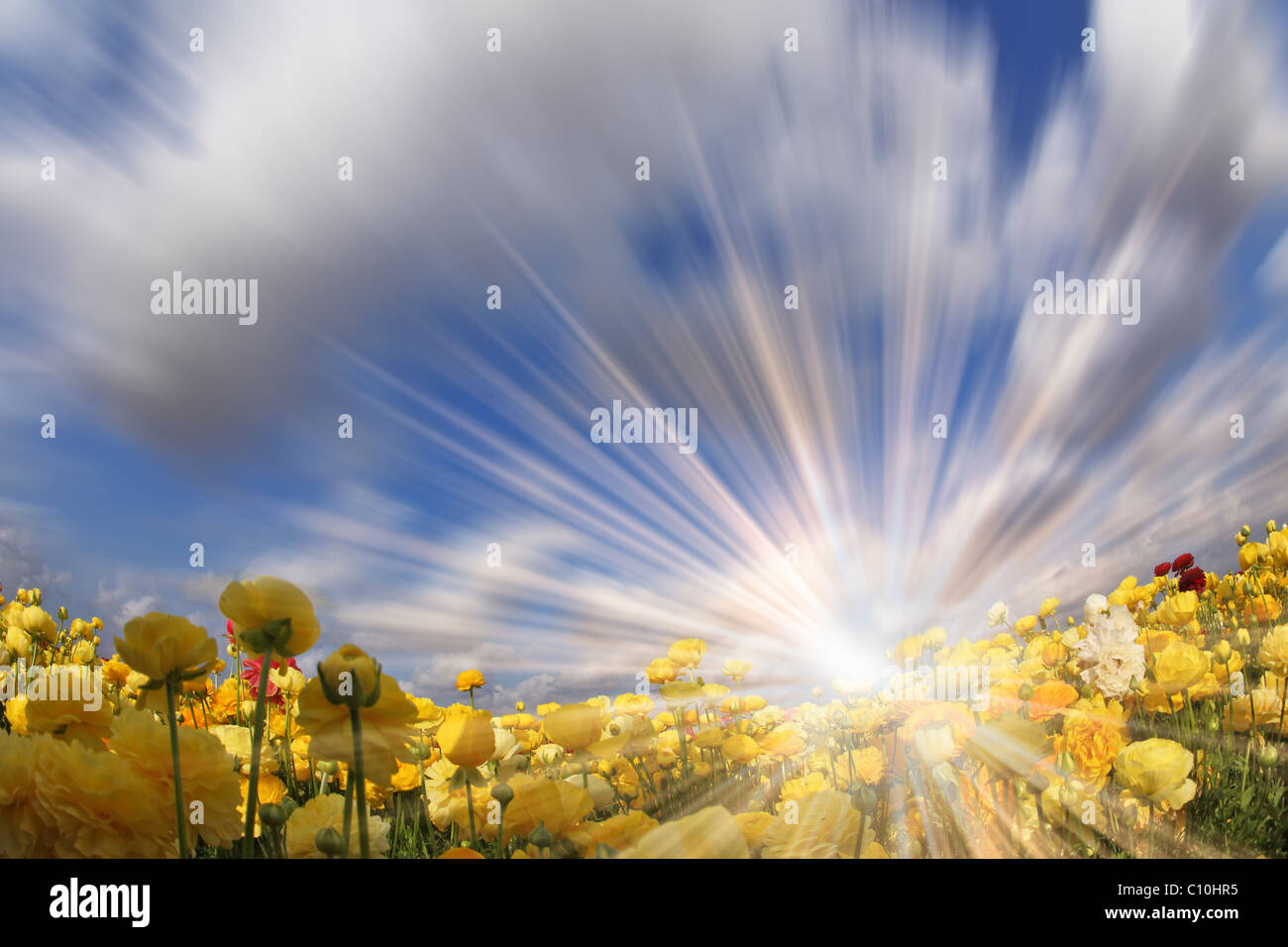 The sparkling sun shines a yellow buttercups Stock Photo - Alamy