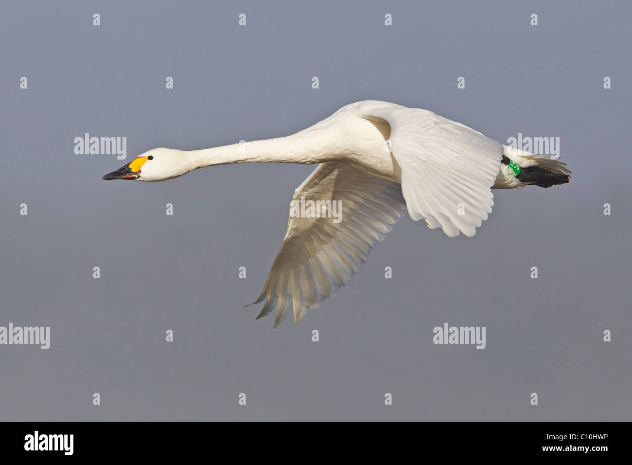 Swan In Flight Stock Photos & Swan In Flight Stock Images - Alamy