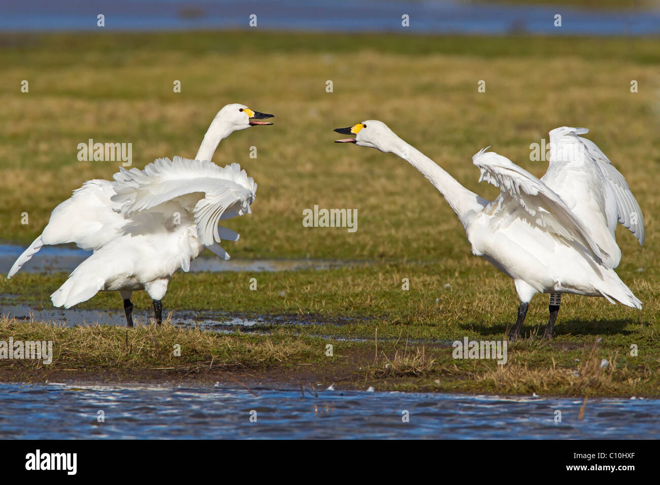 Displaying swan hi-res stock photography and images - Alamy