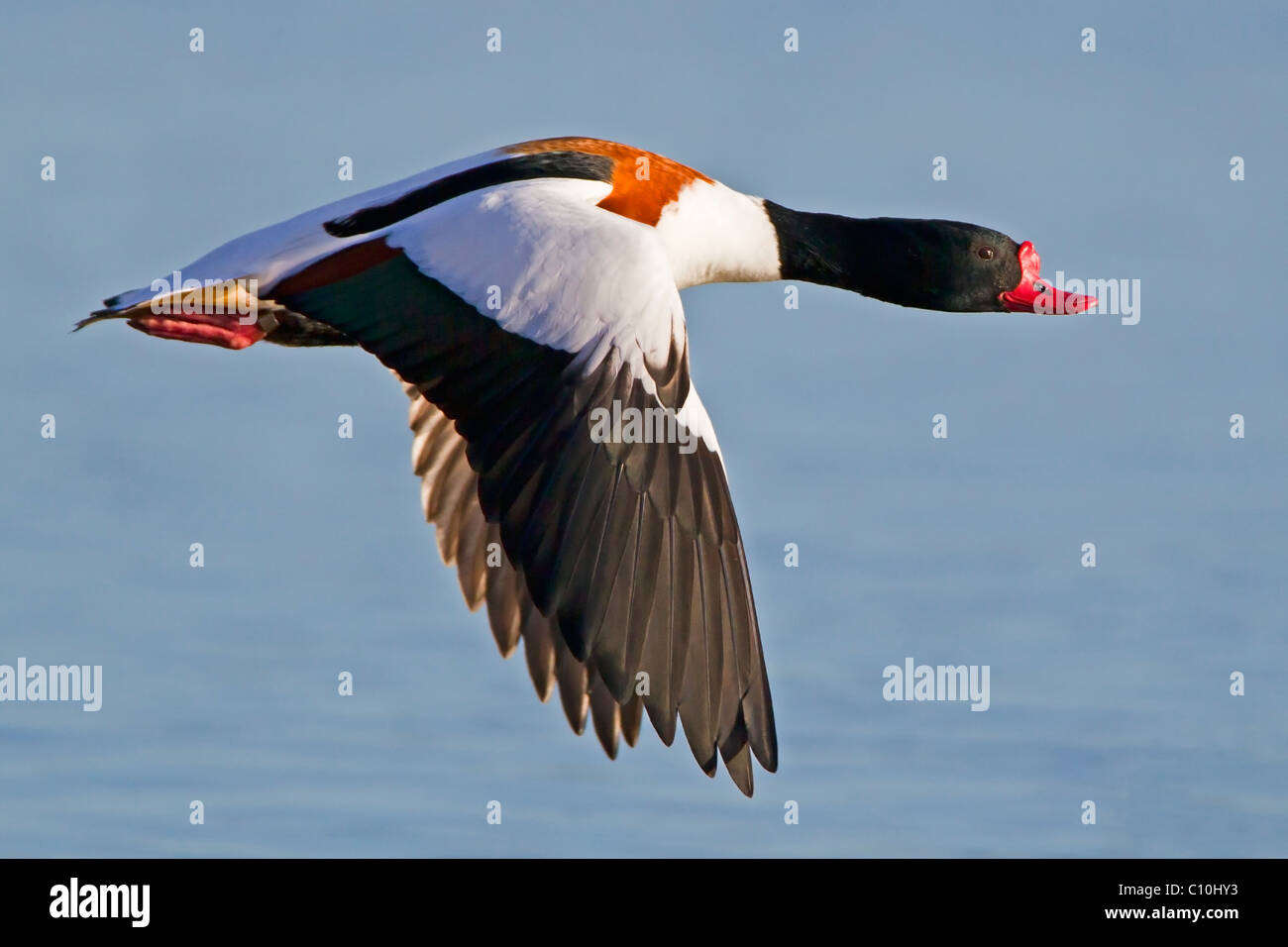 Shelduck hi-res stock photography and images - Alamy