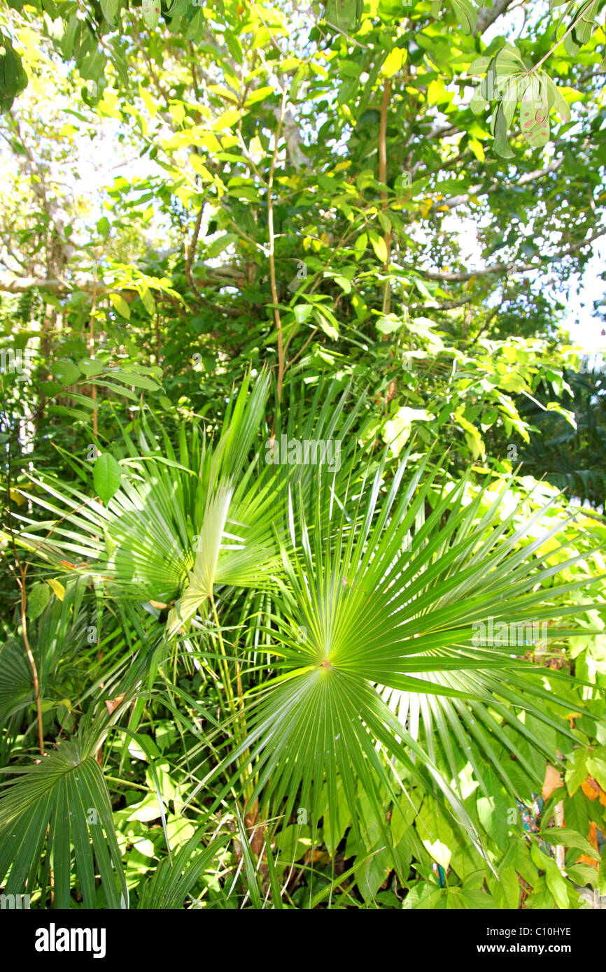 chit palm tree in jungle rainforest in Mayan Riviera Mexico Stock Photo ...