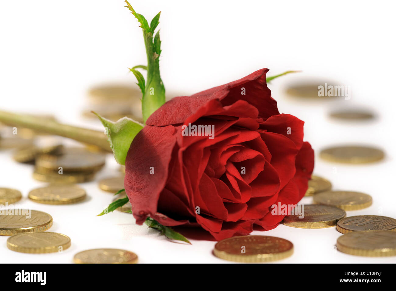 Vibrant red rose lying on stack of Euro coins Stock Photo - Alamy