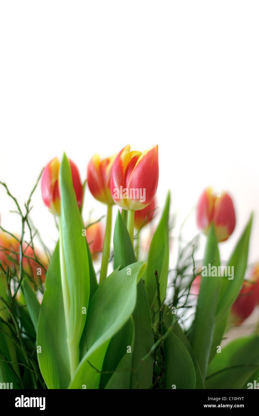 Bouquet of red with yellow flowers isolated on white Stock Photo - Alamy