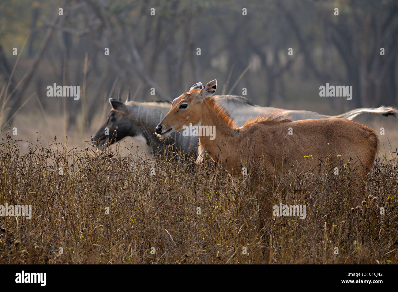Nilgais hi-res stock photography and images - Alamy