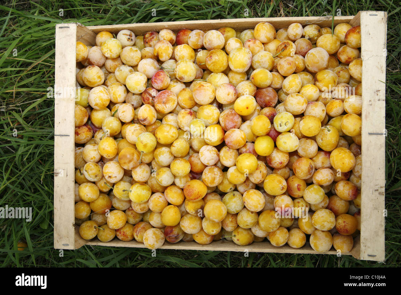 Fruit plum of Lorraine, Nancy, France Stock Photo - Alamy