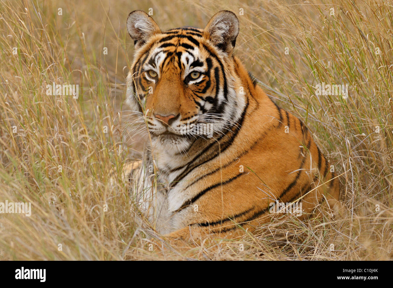 Cat that looks like tiger hi-res stock photography and images - Alamy
