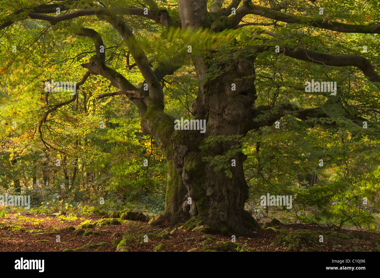 Common beech fagus sylvatica branches hi-res stock photography and ...