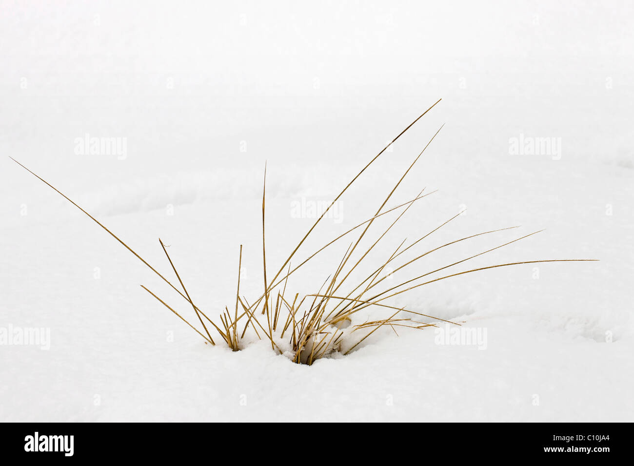Breaking the snow hi-res stock photography and images - Alamy