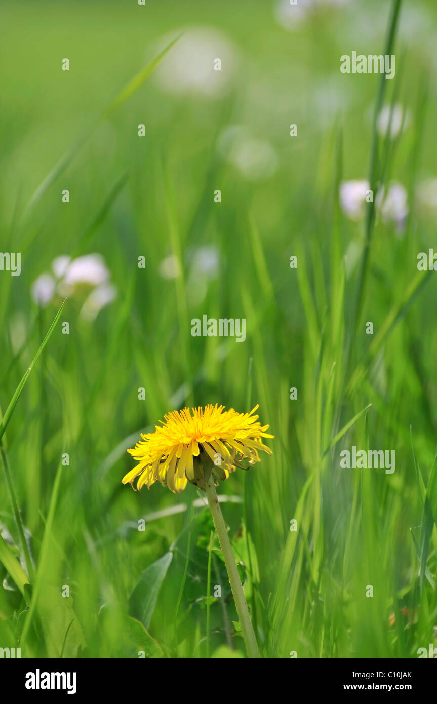 Spring blooms meadow grasses hi-res stock photography and images - Alamy