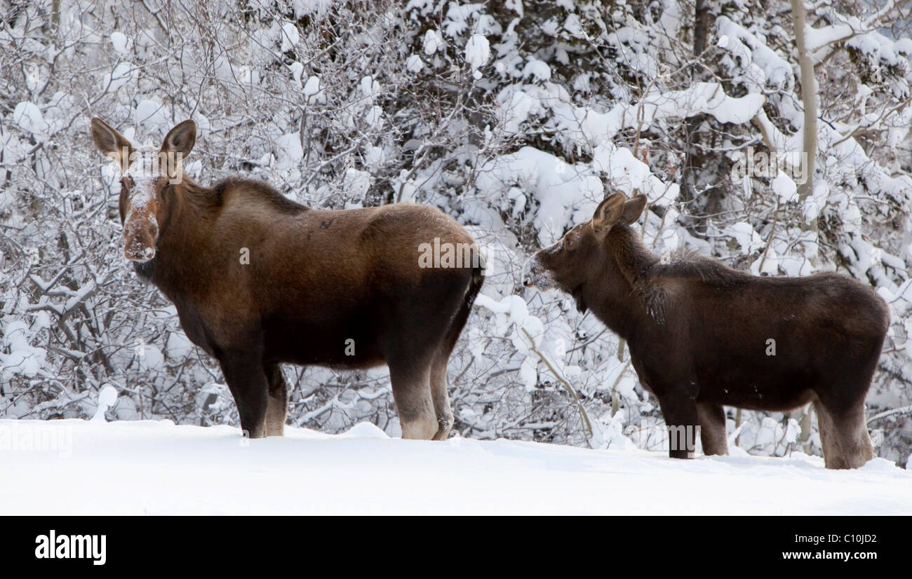 Moose snow hi-res stock photography and images - Alamy