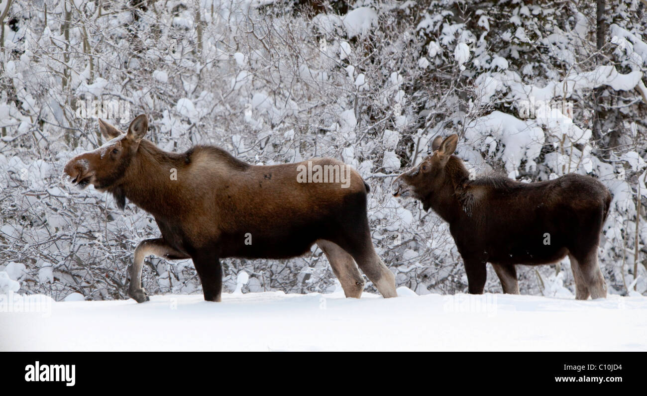 Moose In Deep Snow