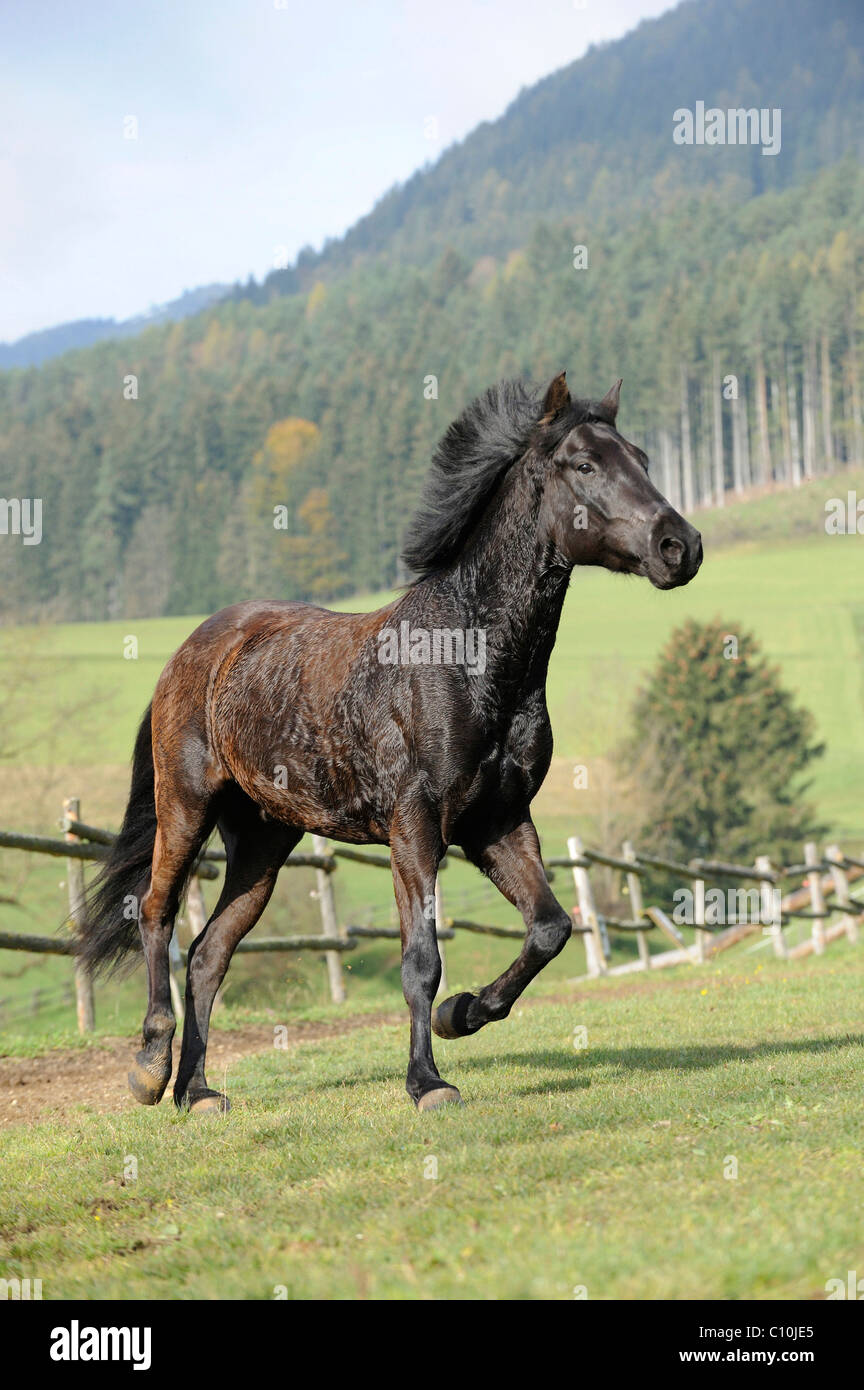 Domestic Horse (Equus ferus caballus Stock Photo - Alamy