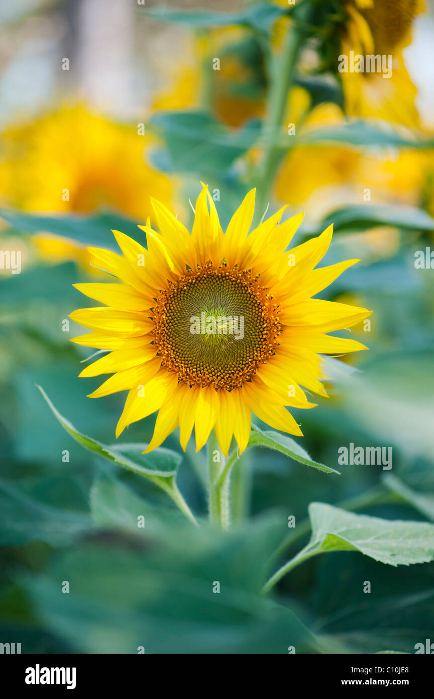 Cultivation of sunflowers in the Indian countryside, Andhra Pradesh ...