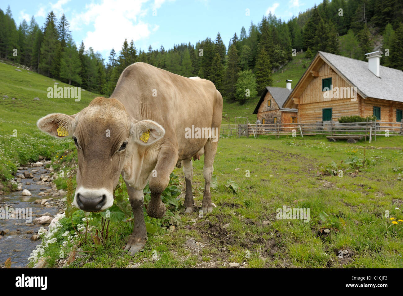 Cow on alpine pasture spital hi-res stock photography and images - Alamy