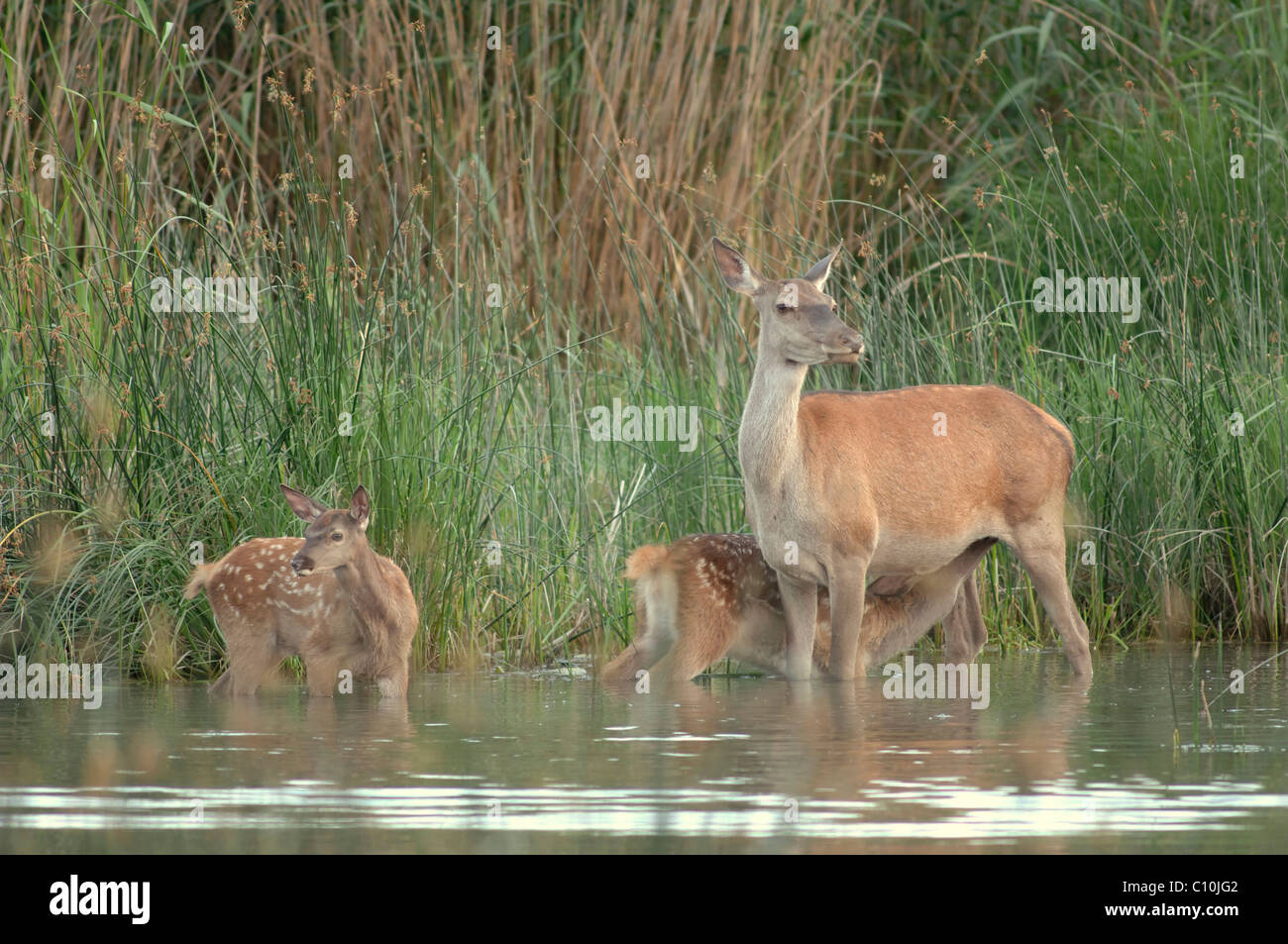 Deer (Cervus elaphus), doe with calves, Schoenau an der Donau, Austria ...