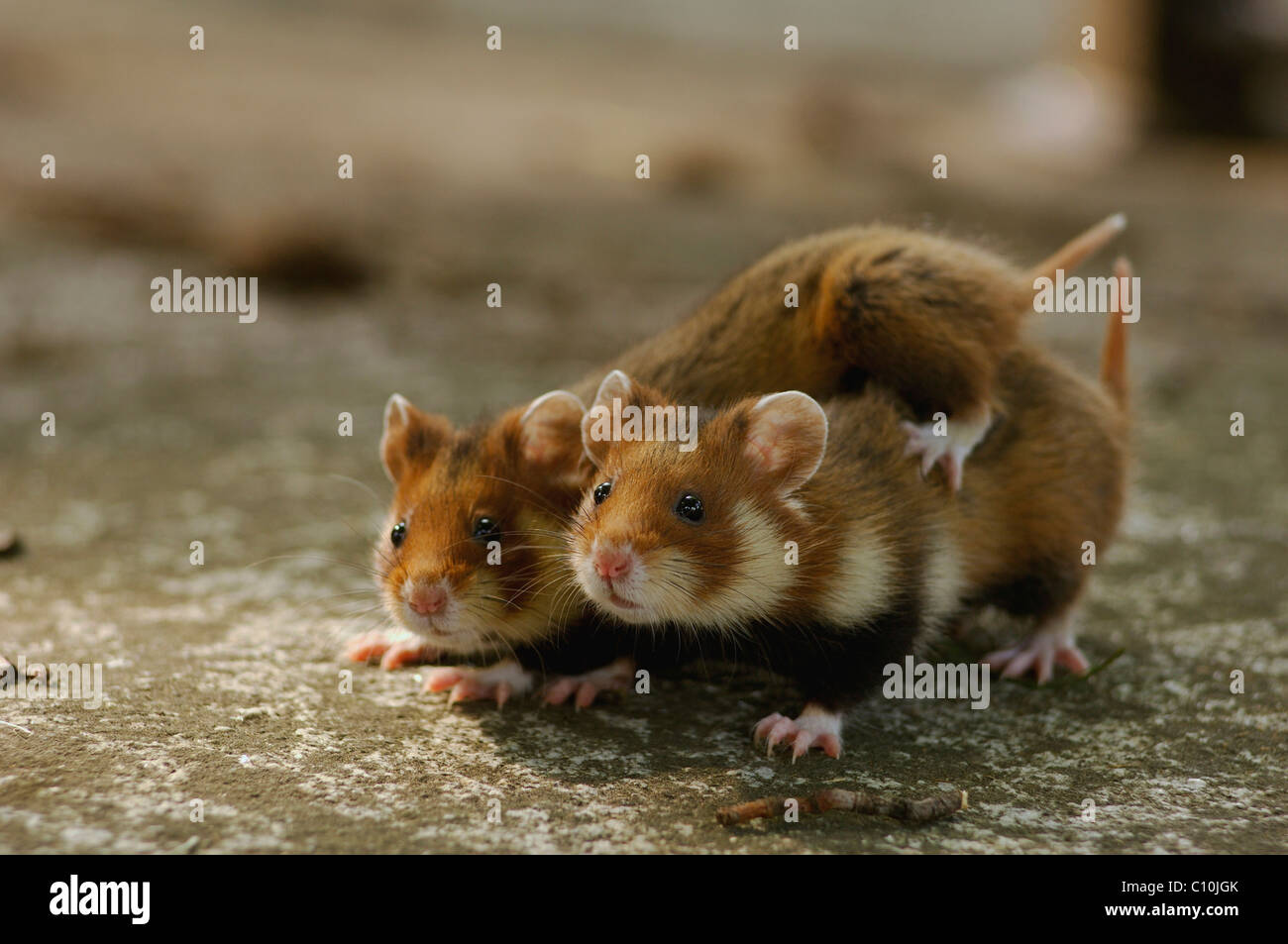 European Hamster (Cricetus cricetus Stock Photo - Alamy