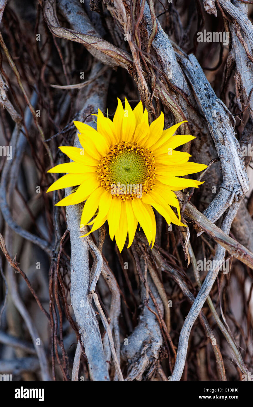helianthus annuus. Sunflower head in amongst indian tree roots abstract ...