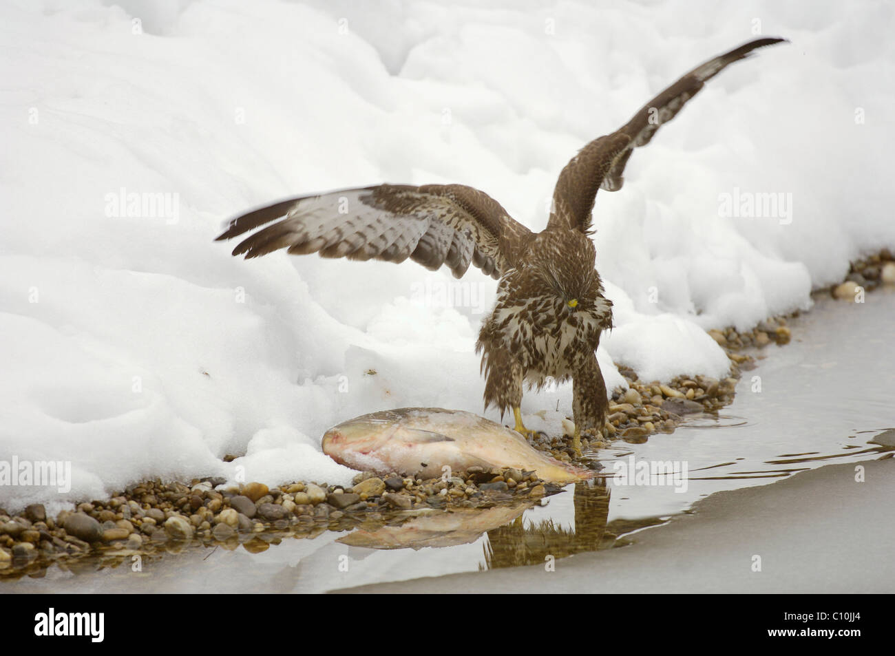 Buzzard (Buteo buteo) with fish Stock Photo - Alamy