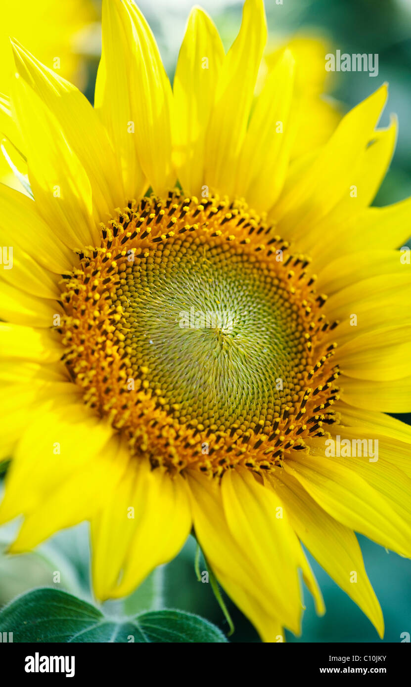 Cultivation of sunflowers in the Indian countryside. Andhra Pradesh ...