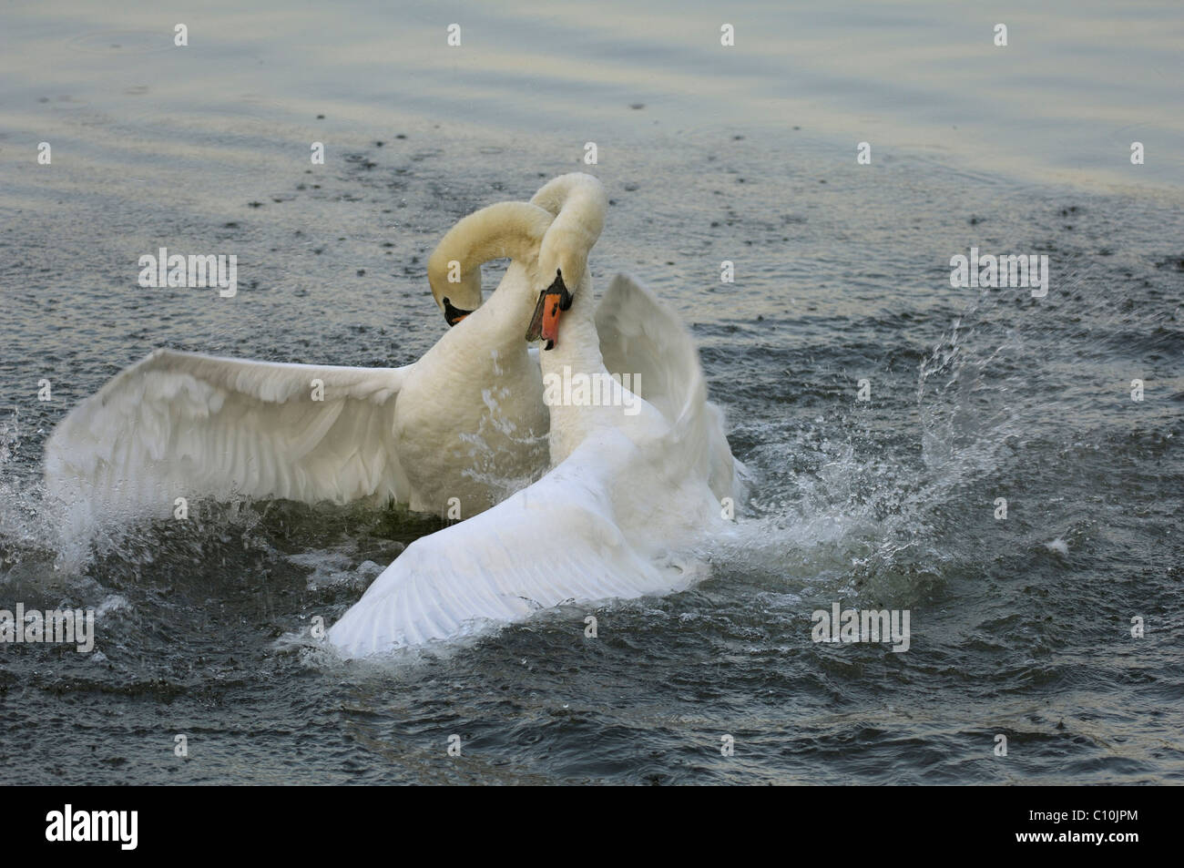 Turf war hi-res stock photography and images - Alamy