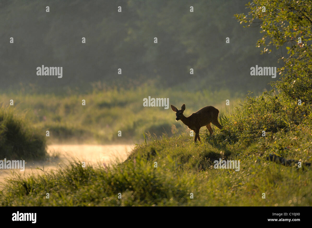 Roe Deer (Capreolus capreolus), doe in the first sunlight, Schoenau an ...