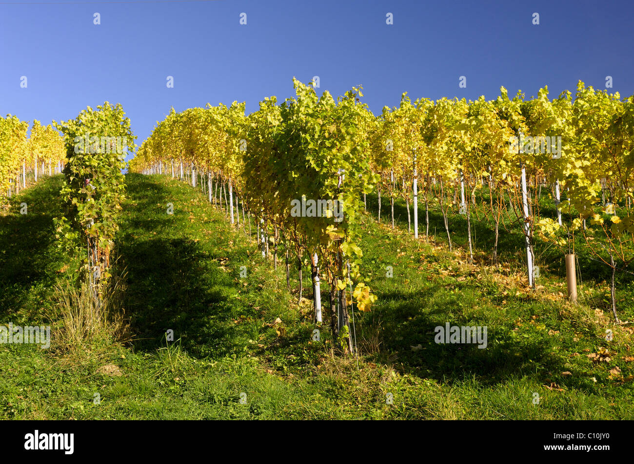 Vines, Kitzeck im Sausal, Styria, Austria, Europe Stock Photo - Alamy
