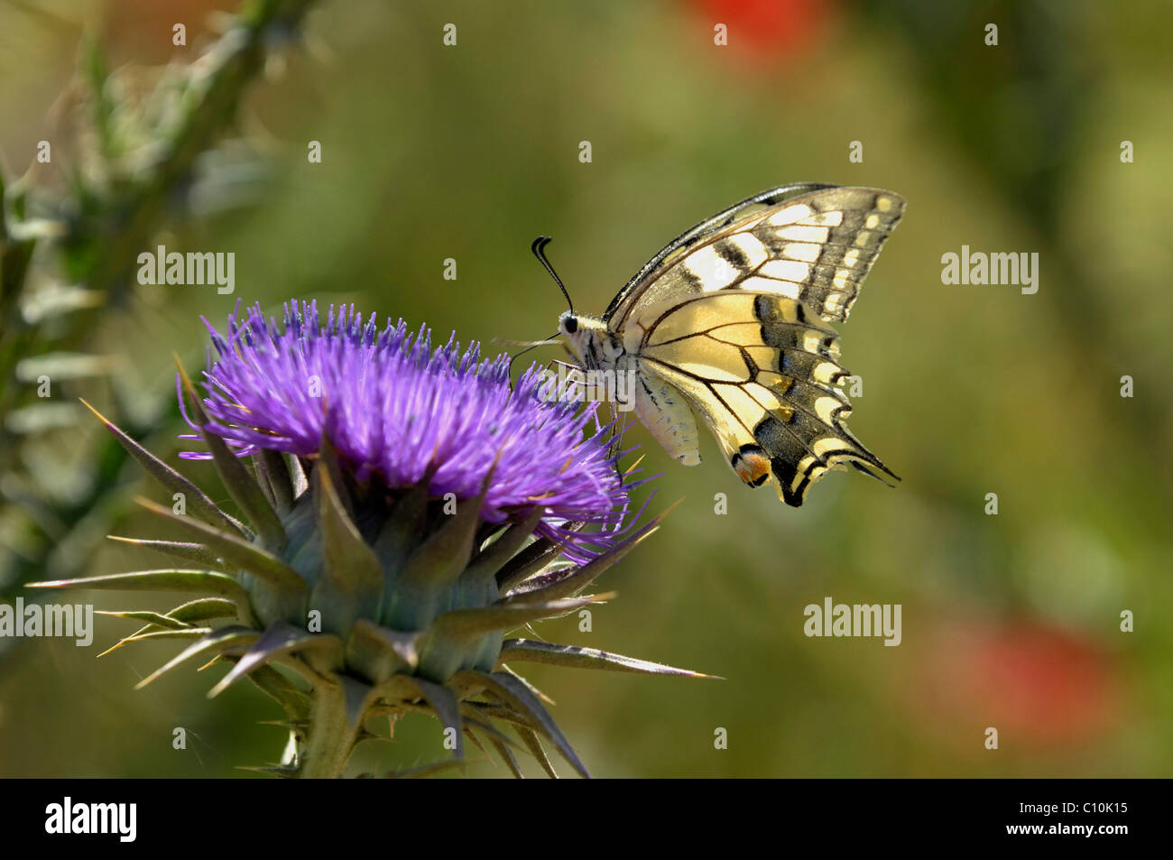 Old World Swallowtail (Papilio machaon Stock Photo - Alamy