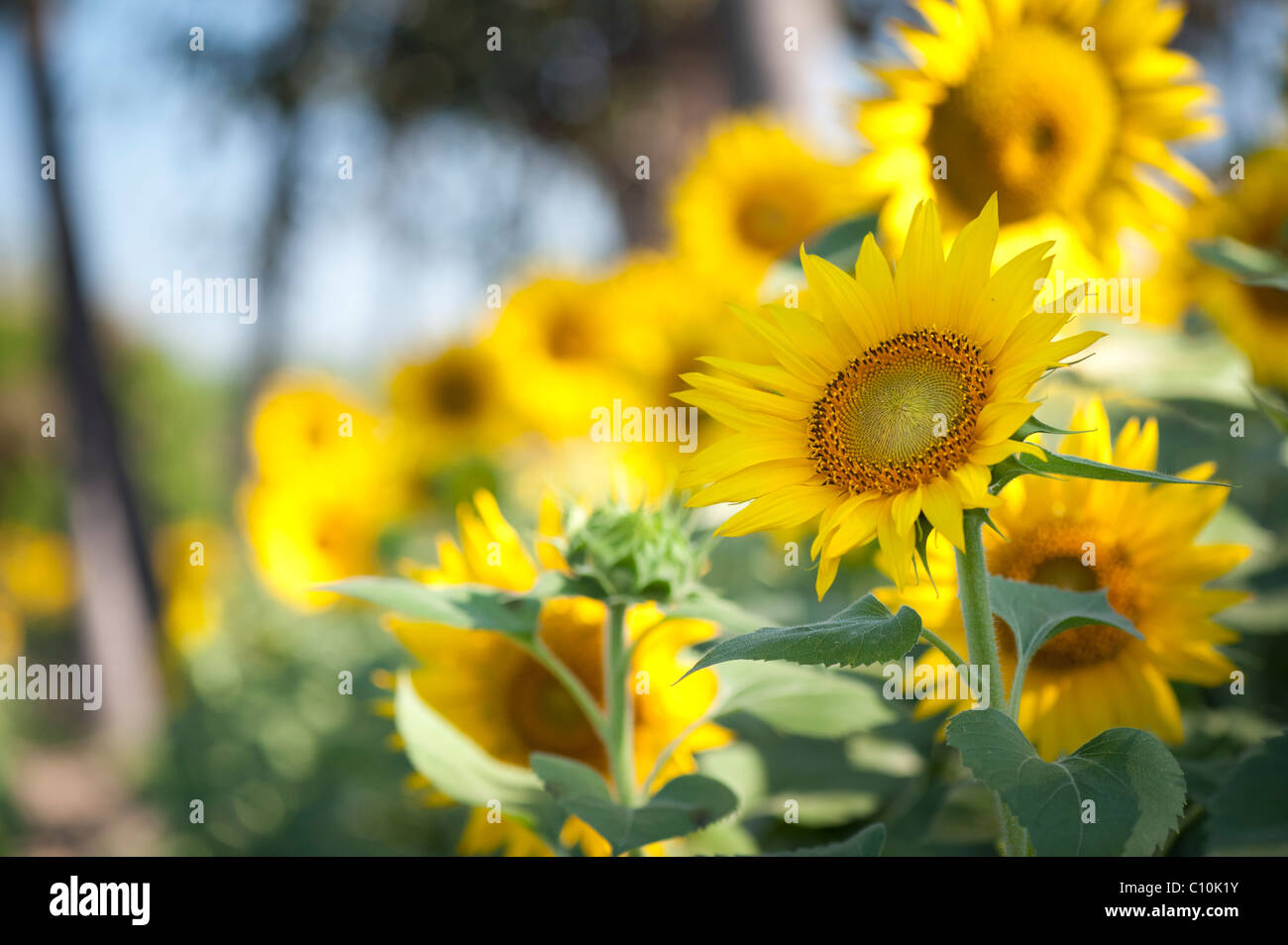 Cultivation of sunflowers in the Indian countryside. Andhra Pradesh ...