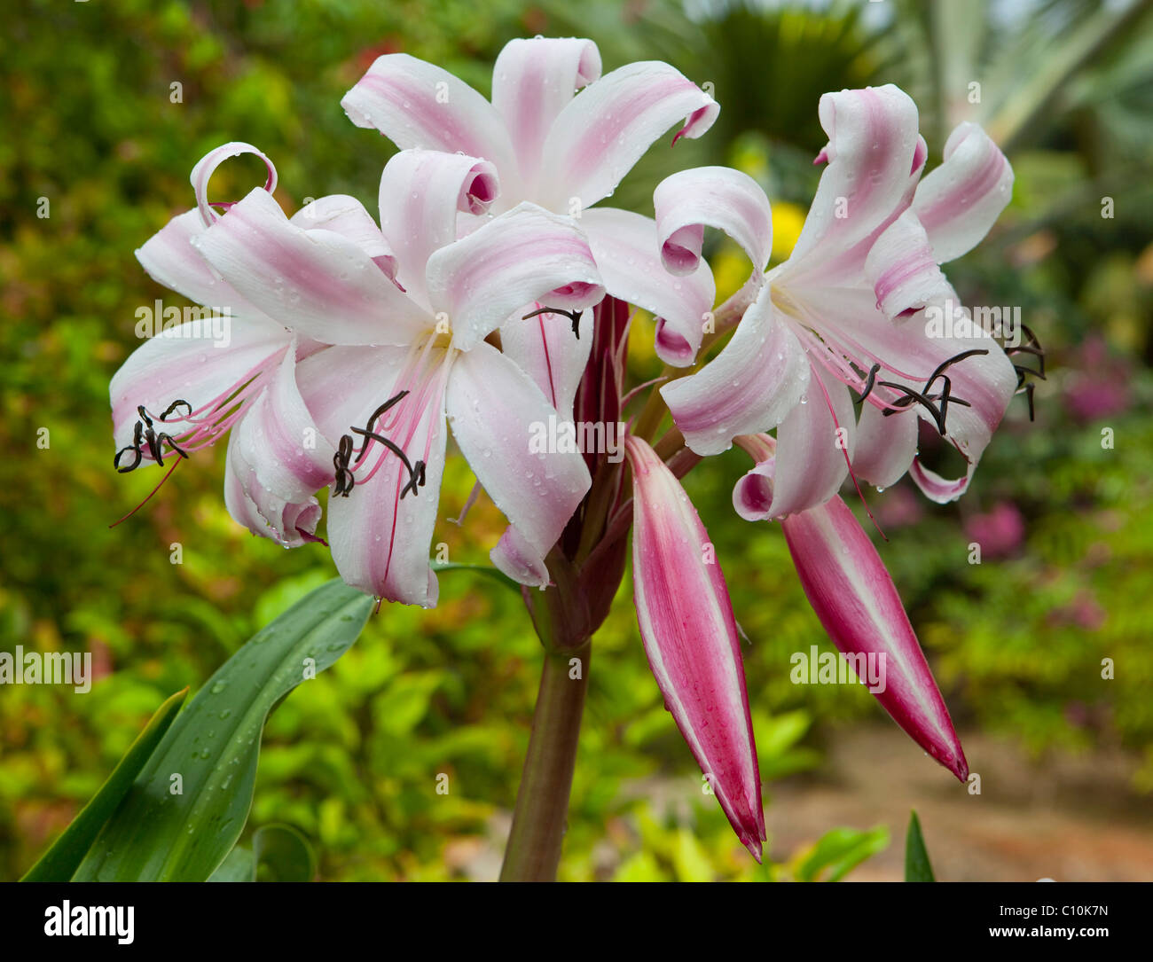 True lily hi-res stock photography and images - Alamy