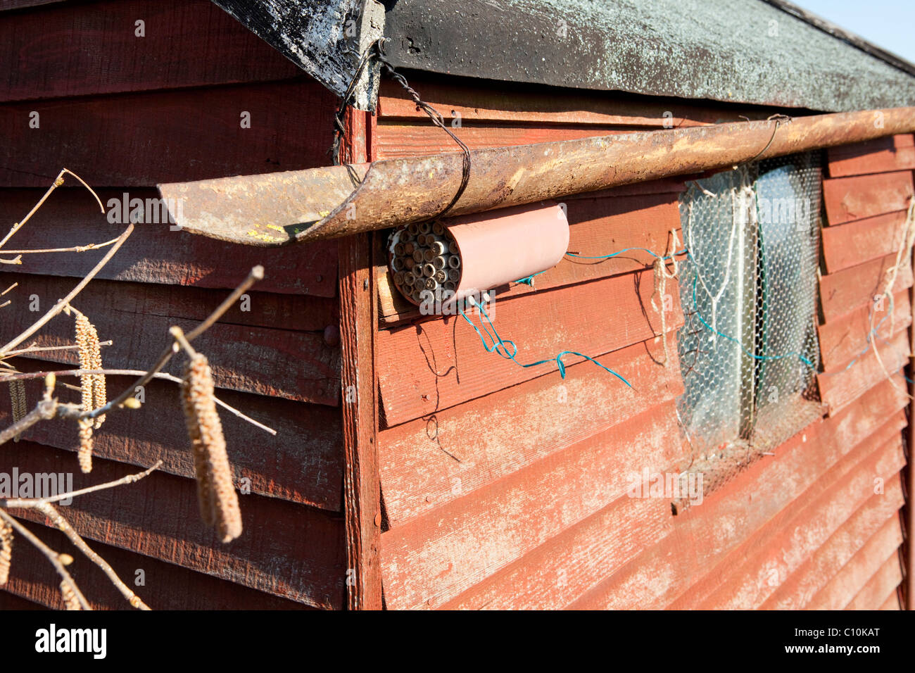 Bumble bee nesting pipe on side of shed Stock Photo - Alamy