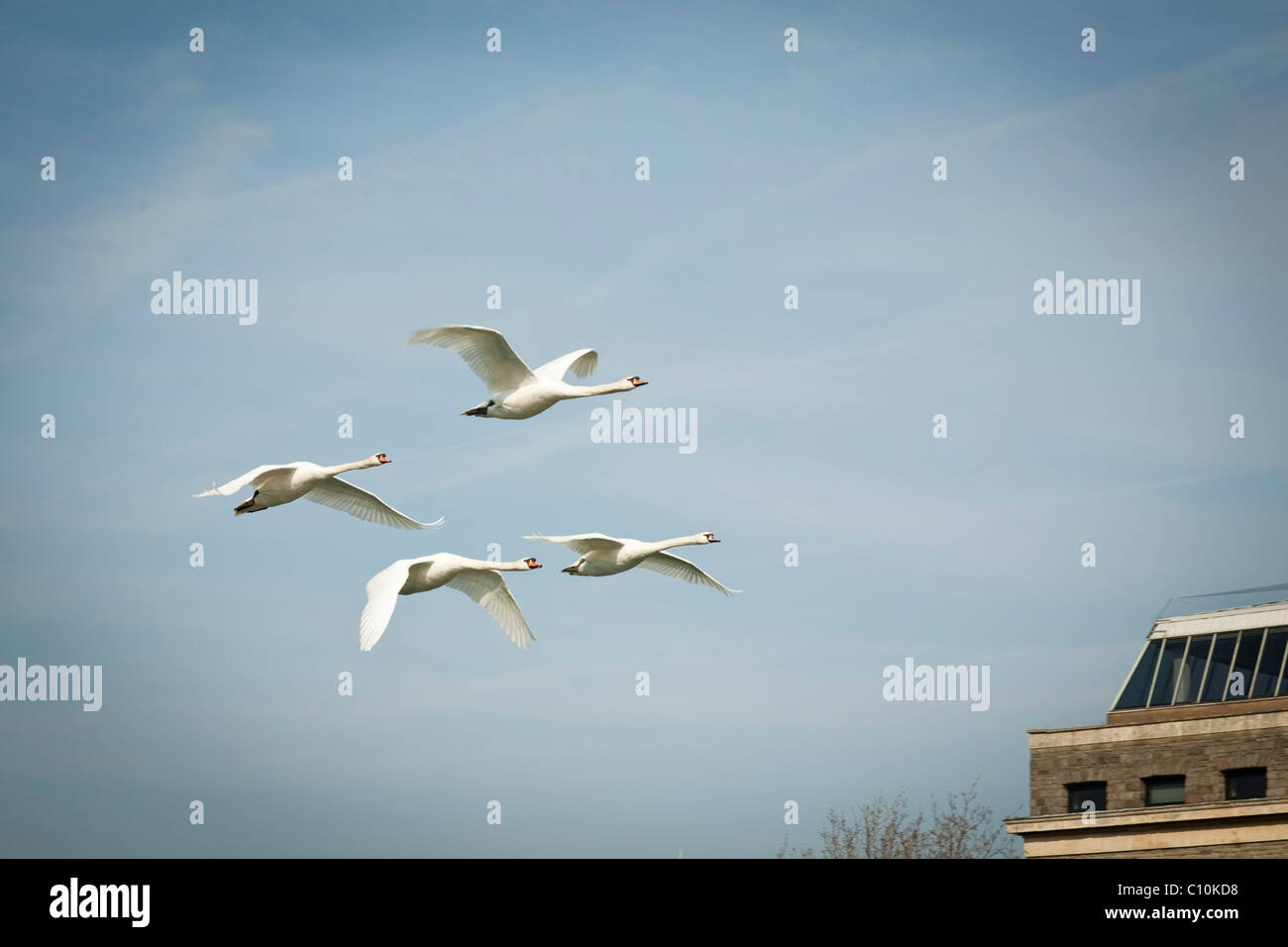Swan Flying Overhead High Resolution Stock Photography and Images - Alamy