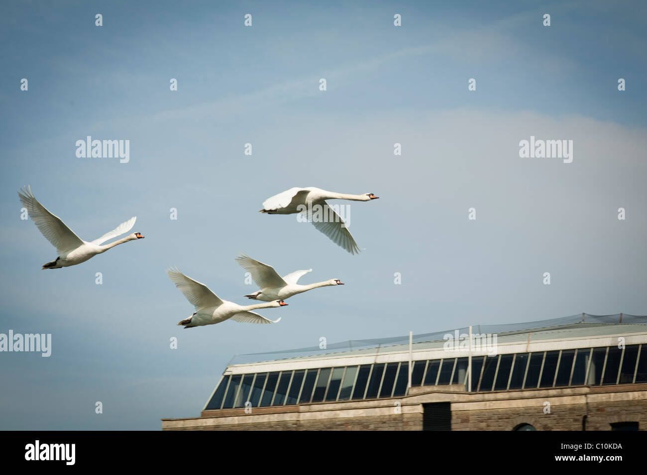 Swan flying overhead hi-res stock photography and images - Alamy