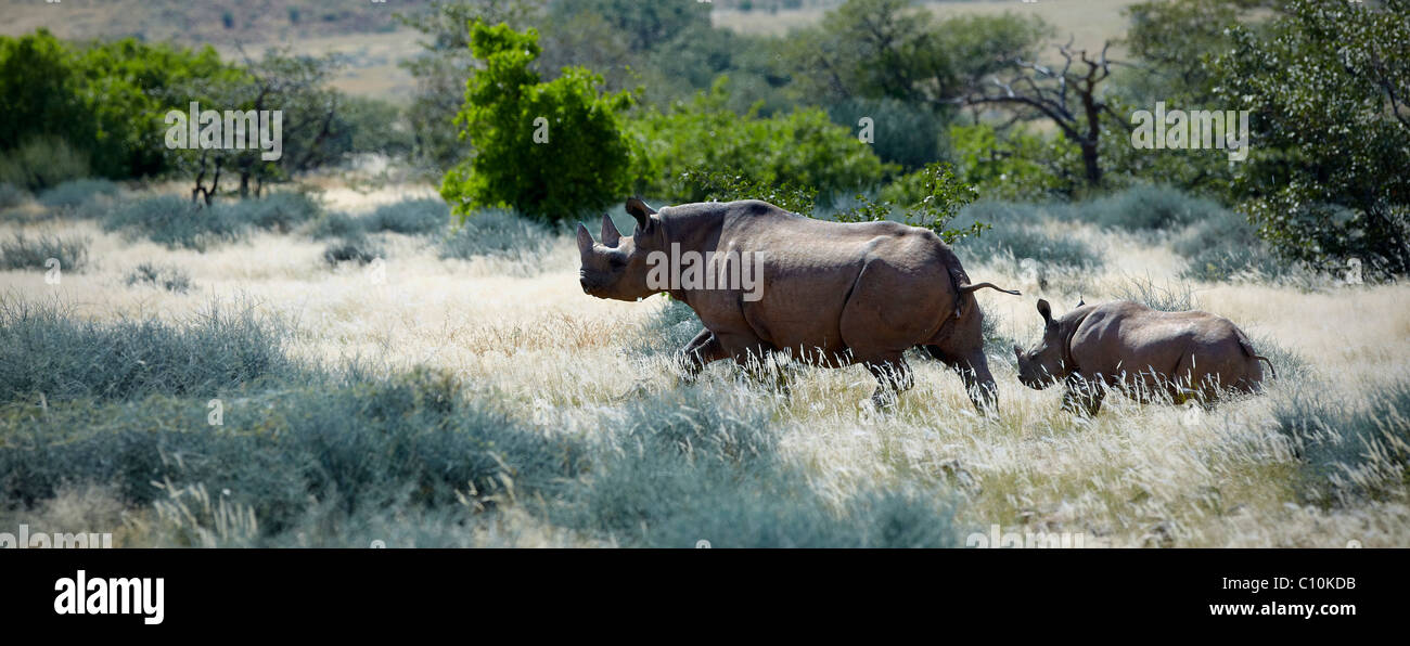 Black rhinoceros running hi-res stock photography and images - Alamy