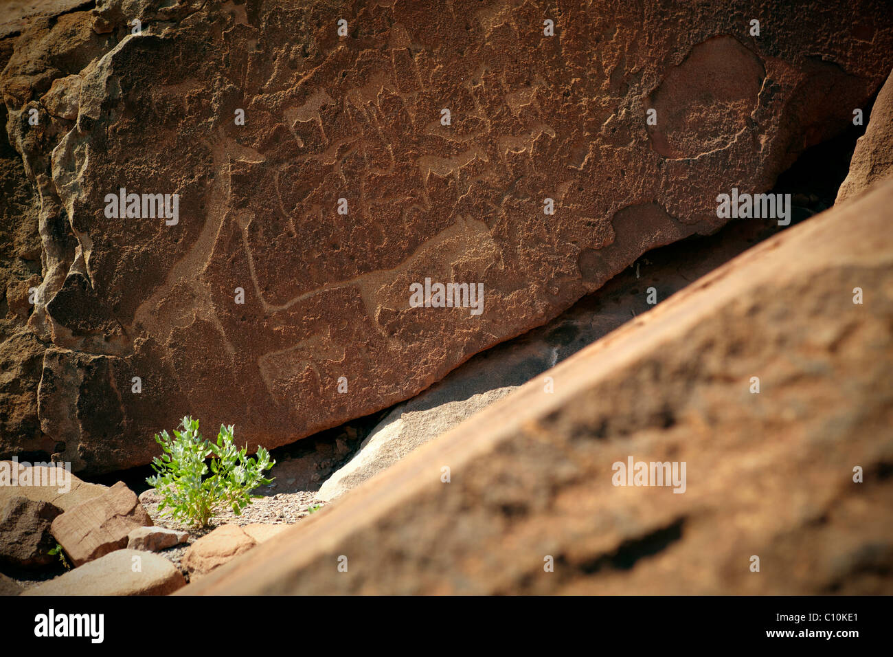 Rock carvings, petroglyphs, rock art, Twyfelfontein, Damaraland ...