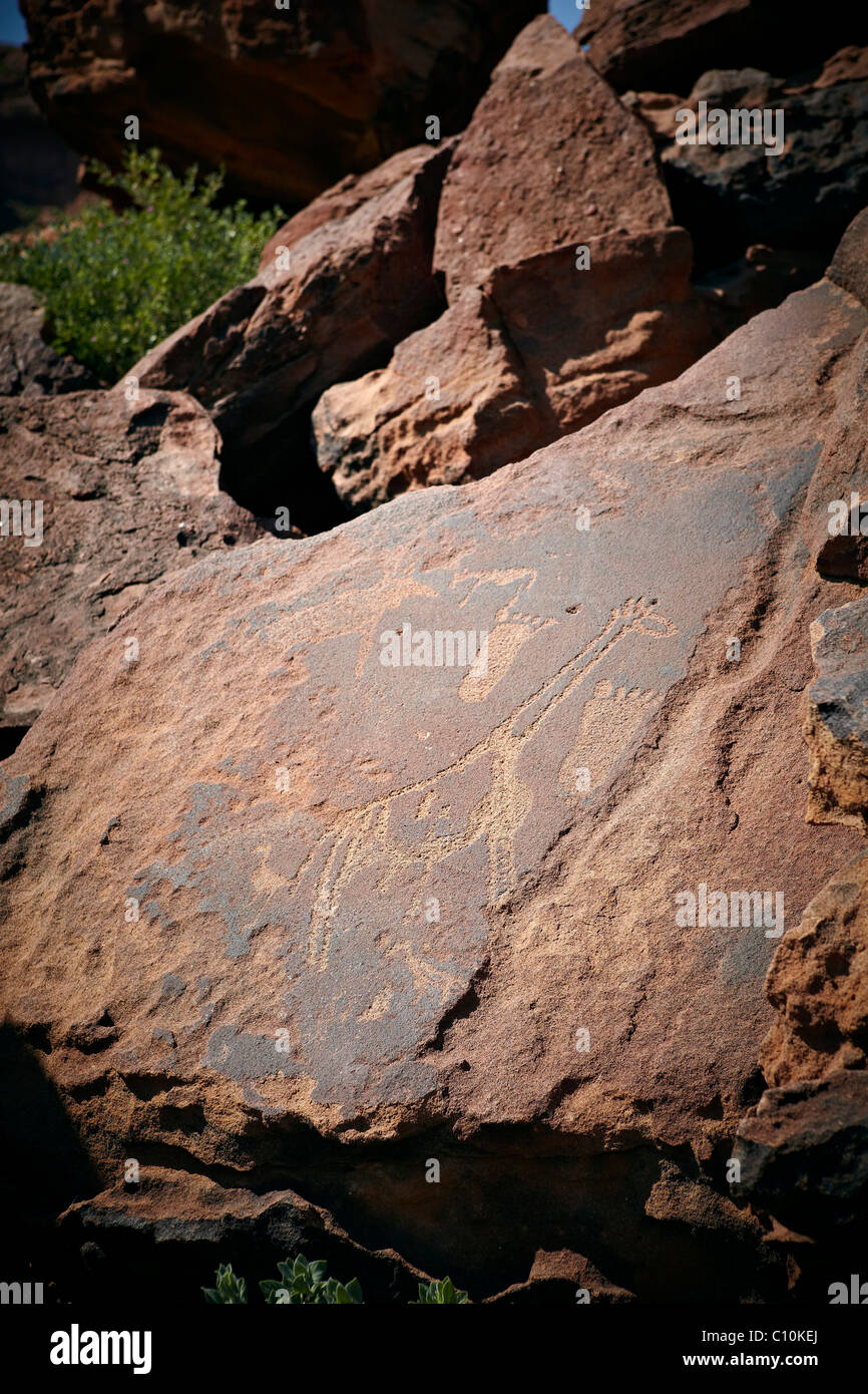 Rock carvings, petroglyphs, rock art, Twyfelfontein, Damaraland ...