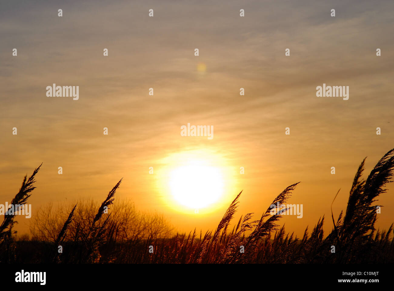 Sunset view over wheat field Stock Photo - Alamy