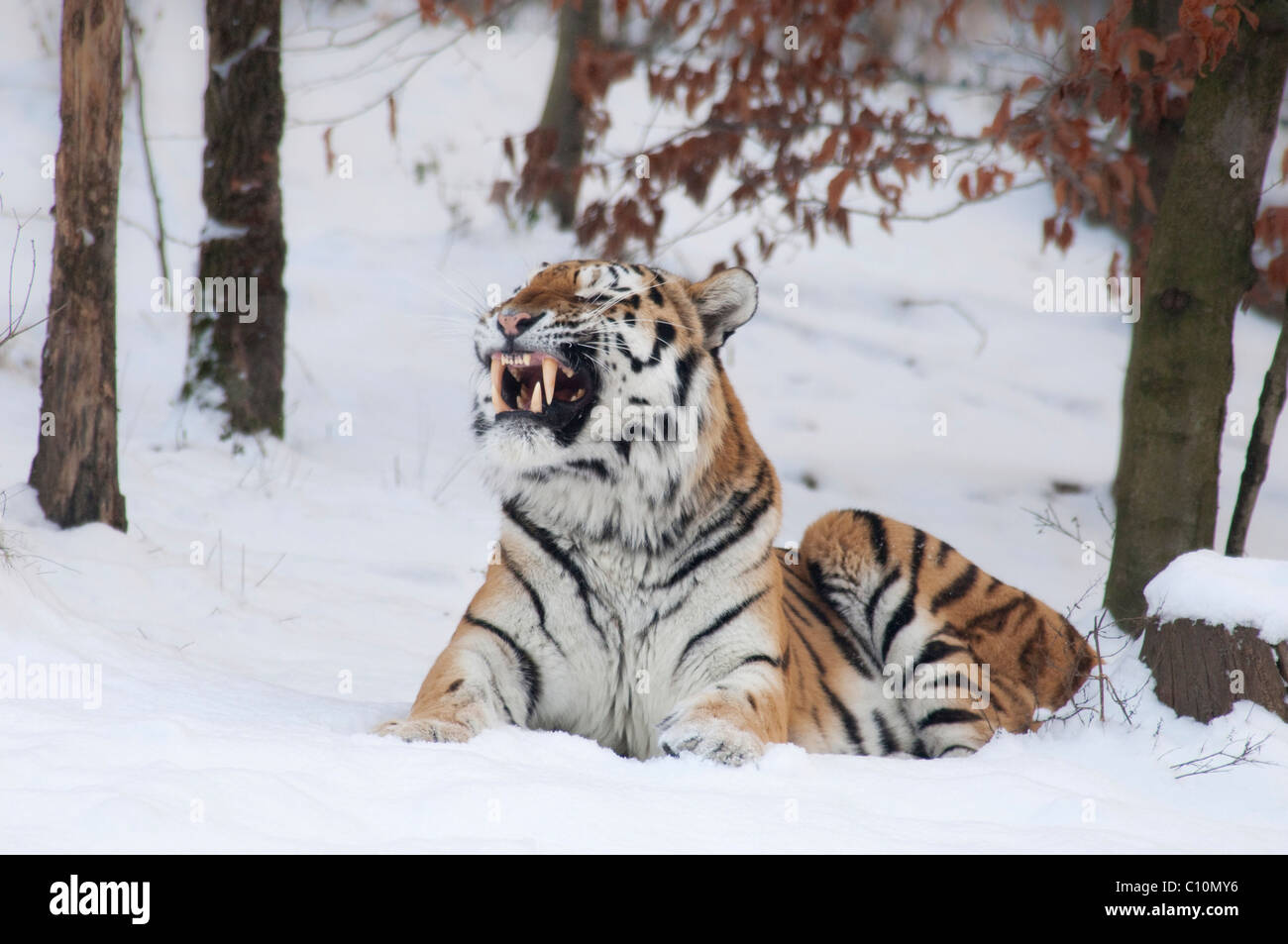 Siberian Tiger or Amur Tiger (Panthera tigris altaica), winter ...