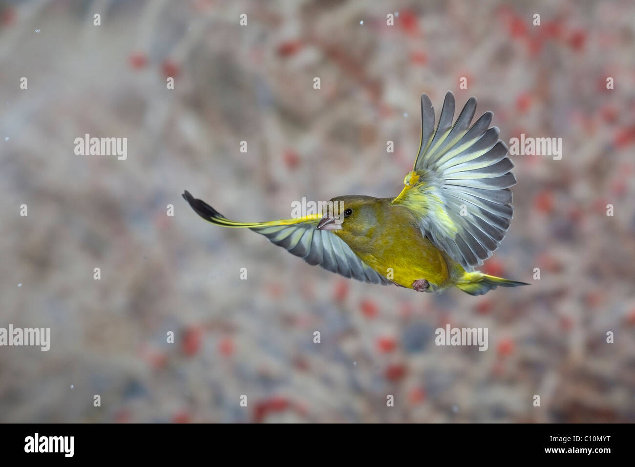 Greenfinch (Carduelis chloris) in flight, winter, Thuringia, Germany ...