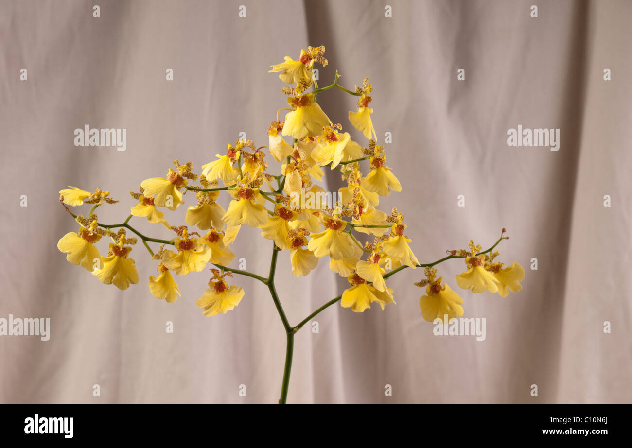 Yellow oncidium spray orchid or dancing ladies orchid - head of ...