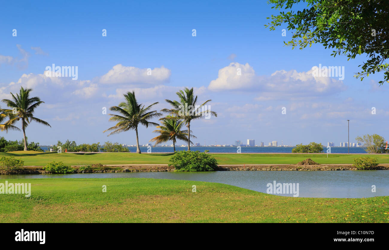 golf course tropical palm trees in cancun Mexico Stock Photo - Alamy
