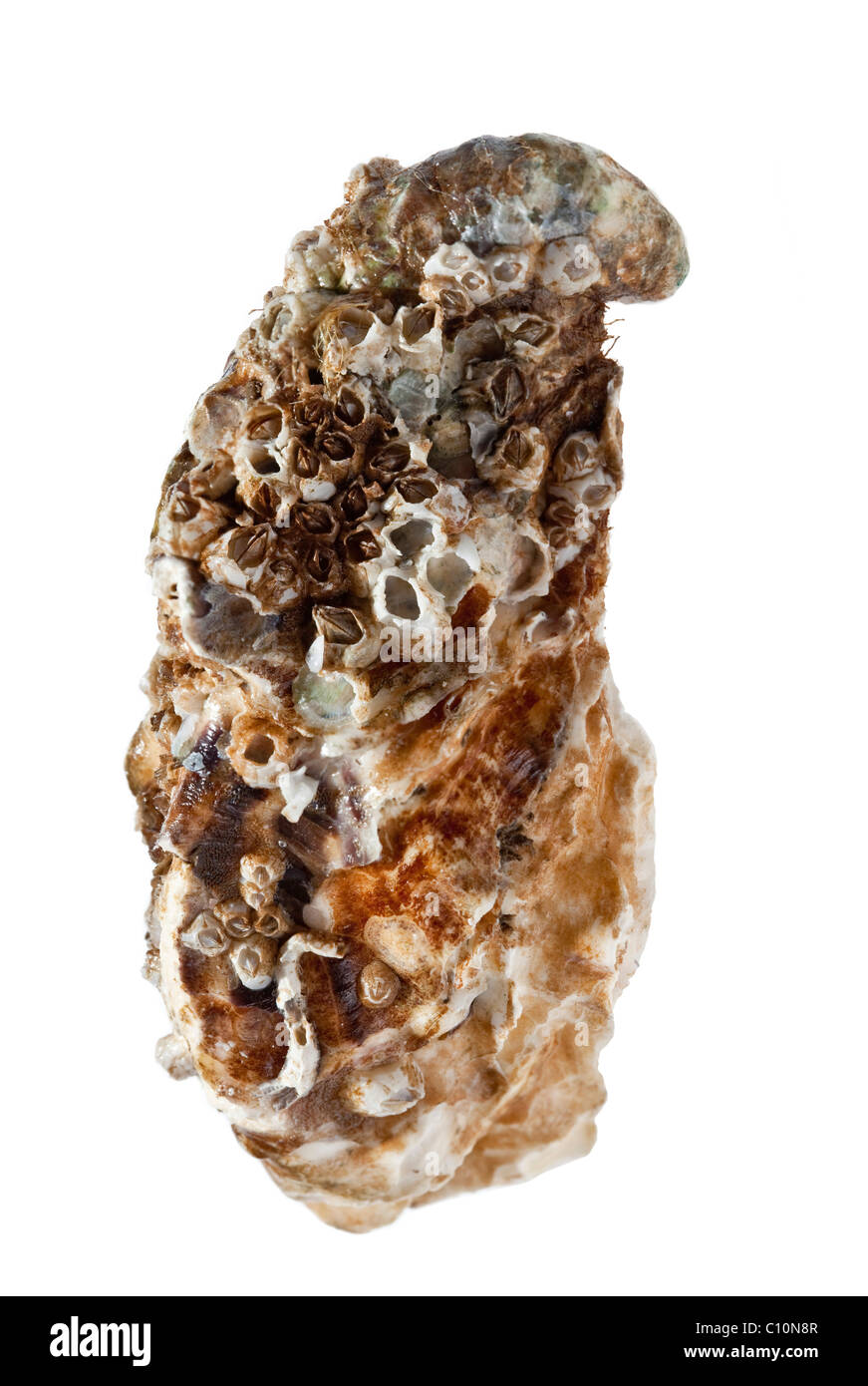Oyster inside close up hi-res stock photography and images - Alamy