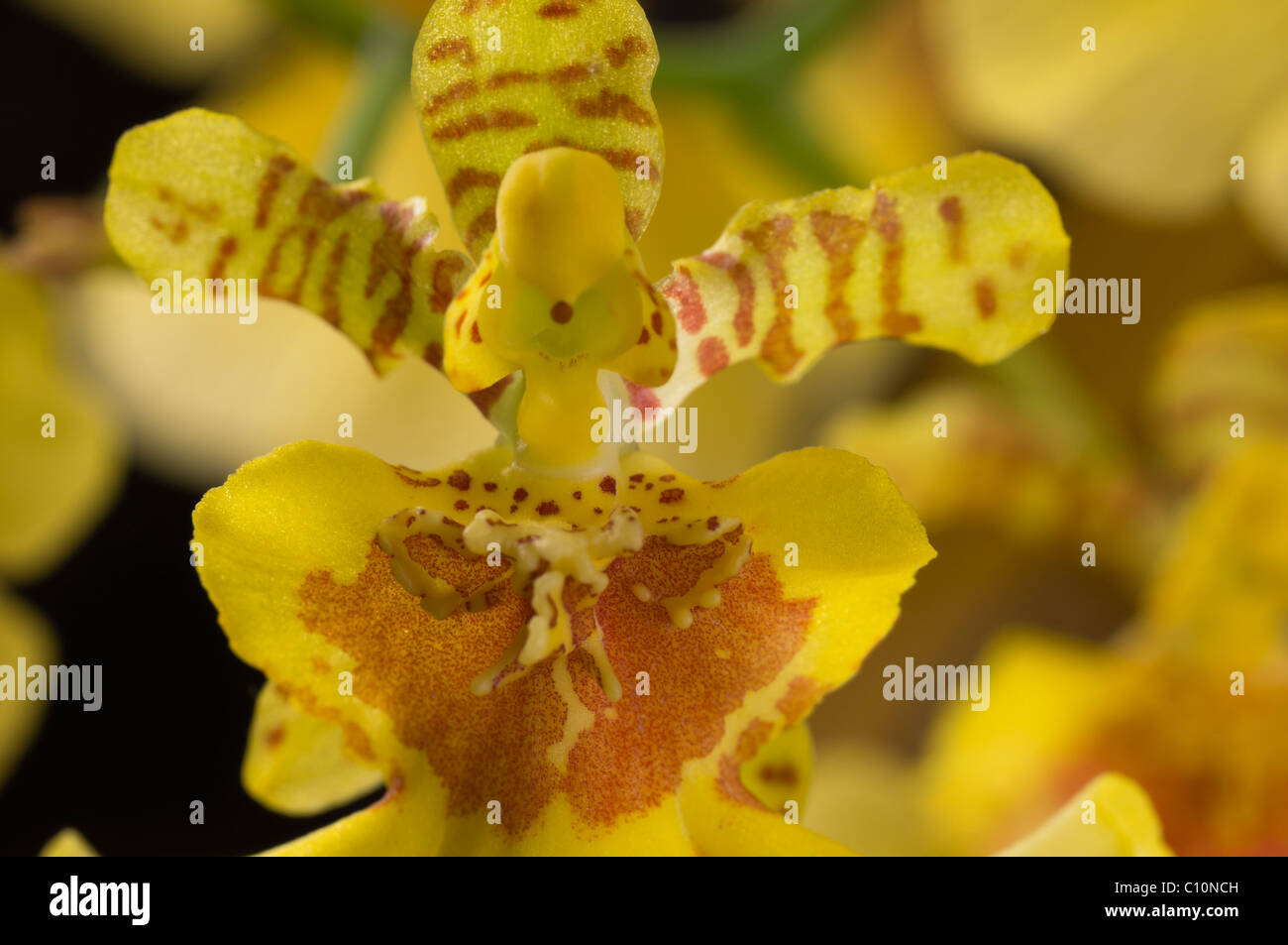 Yellow oncidium spray orchid or dancing ladies orchid - close up of ...
