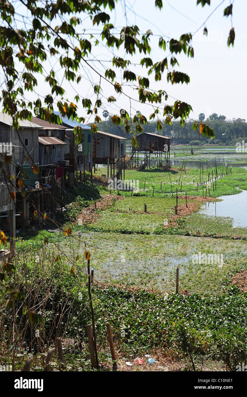 Rice fields in the countryside outside Phnom Penh near the Killing ...