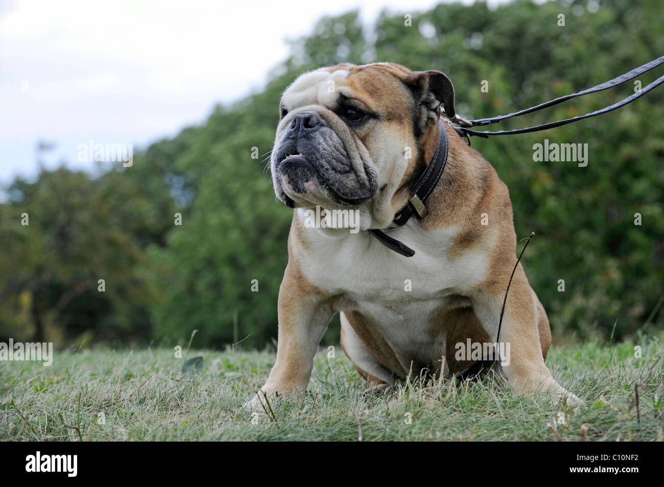 Bulldoggen High Resolution Stock Photography and Images - Alamy