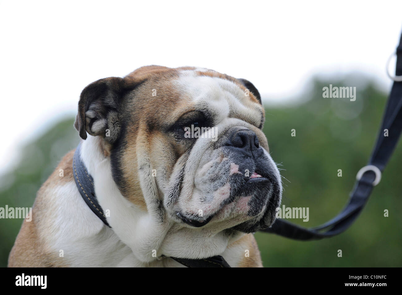 American Bulldog, male Stock Photo - Alamy