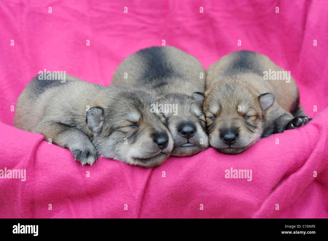 Three wolf-dog puppies, sleeping Stock Photo - Alamy
